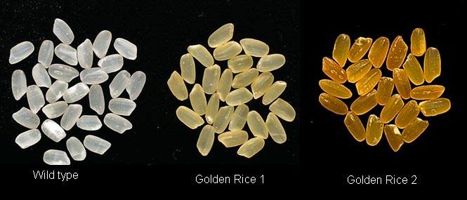 The Golden Rice explainer | The Odd Pantry