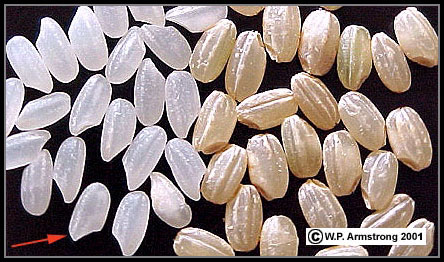 The Golden Rice explainer | The Odd Pantry